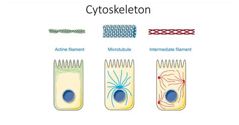 Intermediate Filaments Vs Actin Filaments And Microtubules