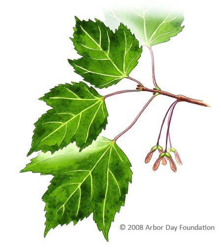 Miraculous Trees Identification Guide Vital Communities