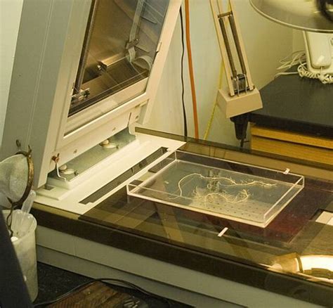 Root Scanning — Research — Department Of Plant Science