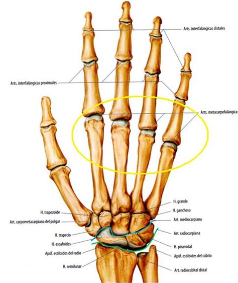 Cinesiterapia De La Mano Articulaciones Metacarpofalangicas