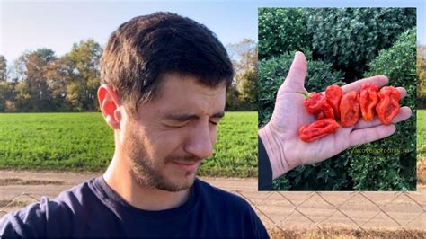 Обзор и дегустация самых острых перцев в мире Youtube