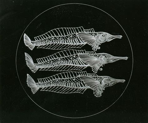Frantisek Tejml 1956 Glass Disk Decorated By Zoomorphic Figures D