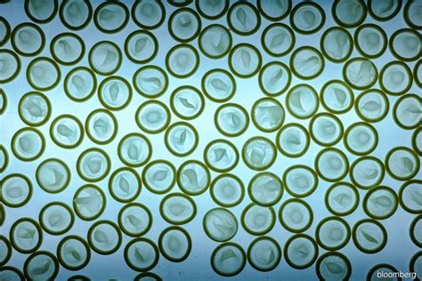 The World Is Having Far Less Sex Using Condoms During The Pandemic