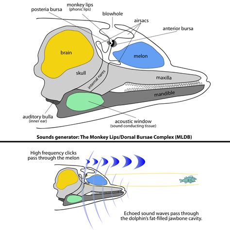 Echolocation A Super Sense The Term Echolocation Refers To The Ability Echolocation A Super Sense The Term Echolocation Refers To The Ability
