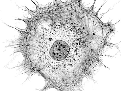 Fibroblast Fluorescent Micrograph Stock Image C053 5496 Science Photo Library