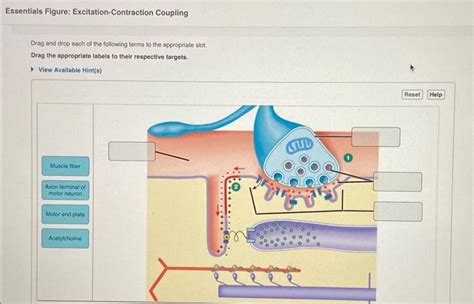 Solved Drag And Drop Each Of The Following Terms To The Chegg Com