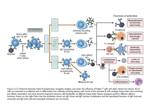 Diagram Of Humoral Immunity Quizlet