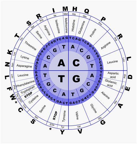 Rna Genetic Code Hd Png Download Kindpng