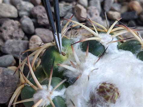 Cactus Diseases And Pests Identifying And Treating Mealy Bugs Trex