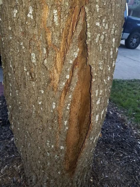 Why Is My Oak Tree Bark Cracking At Ruth Madison Blog