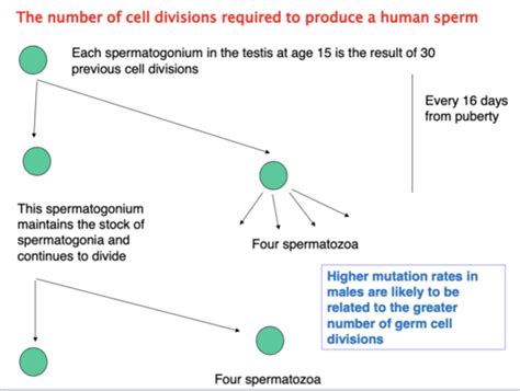 Mtm Week 8 Mendelian And Multifactorial Inheritance Flashcards Quizlet