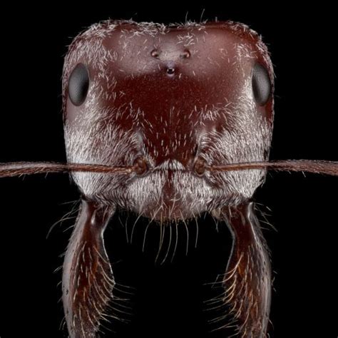 Browse Colony Communities On Tumblr