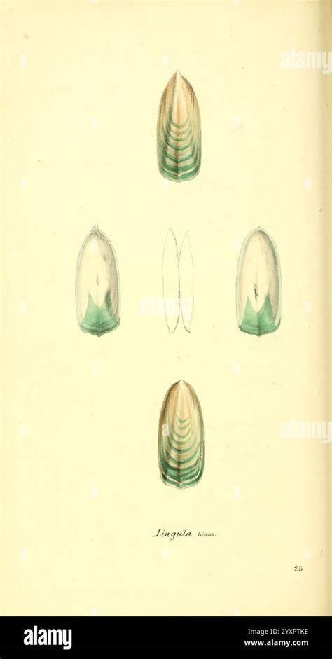Zoological Illustrations V1 London Baldwin And Cradock 1829 1833