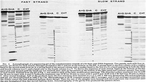 Maxam Gilbert Method For Dna Sequencing Pptx