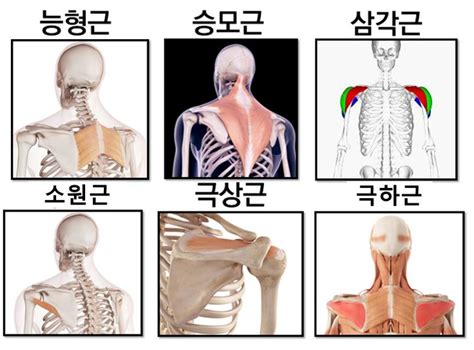 호주 물리치료사가 알려주는 체형교정법라운드 숄더 요가 해부학 운동 카이로프랙틱