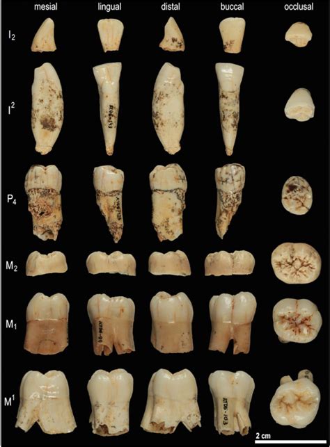 Oldest Ever Human Genetic Evidence Retrieved From 800 000 Year Old