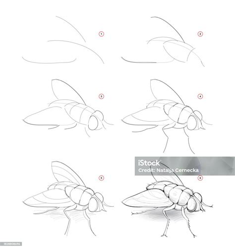 파리의 스케치를 그리는 방법 상상의 곤충을 단계별로 연필로 그리는 창조 예술가를 위한 교육 예술적 기량 개발을 위한 교과서