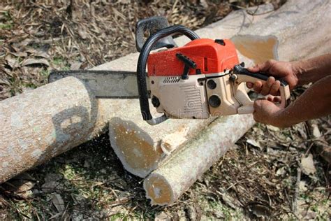 Man Using Chainsaw On Ivy Covered Tree Stock Image Image Of Incsion Pruning 91566093