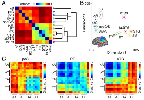 Representational Spaces Over Parietal And Temporal Cortex N 20 A