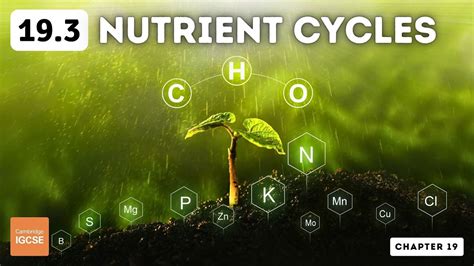 Igcse Biology Nutrient Cycles 193 Youtube