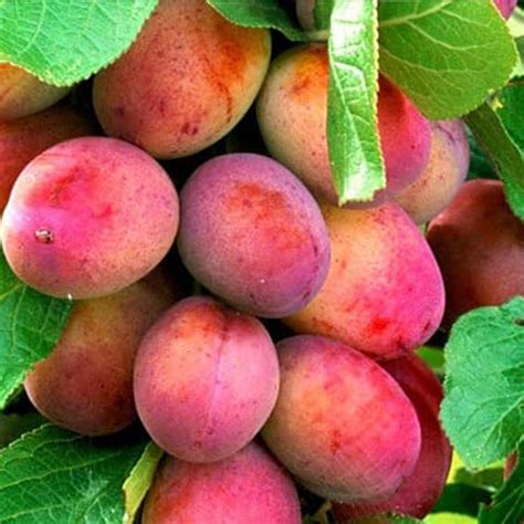 Саженцы колоновидной сливы Империал купить онлайн на Rozetka