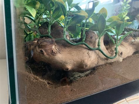 Upgrading My Tank Excited R Ballpython