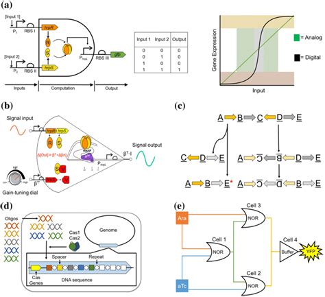 Versatile Cellular Computing Paradigms Enabled By Synthetic Biology A Download Scientific