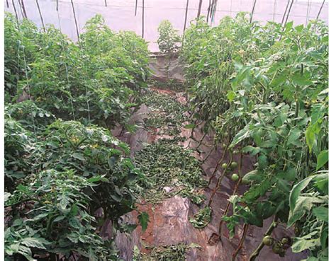 番茄矮壮素药害 蔬菜病虫害诊治 图片