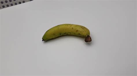 Trash Detection Object Detection Dataset By Rettina Net