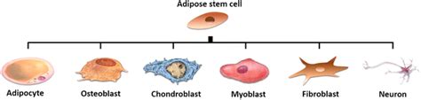 Schematic Diagram Of Multilineage Differentiation Potential Of Adscs