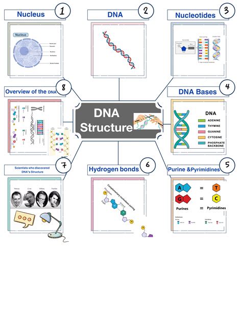 Dna Structure Components Functions And Discovery