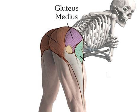 Gluteus Medius Anatomy Function And Exercises