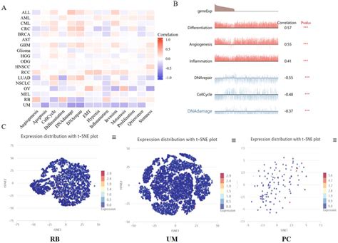 Expression Patterns Of Pdhb At Single Cell Level And Their Correlation Download Scientific
