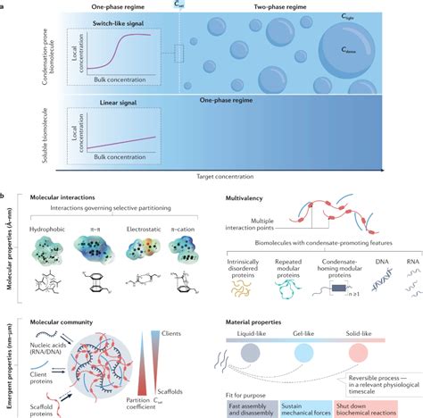 Nat Rev 控制生物分子凝聚体：一种新的药物发现方法 知乎