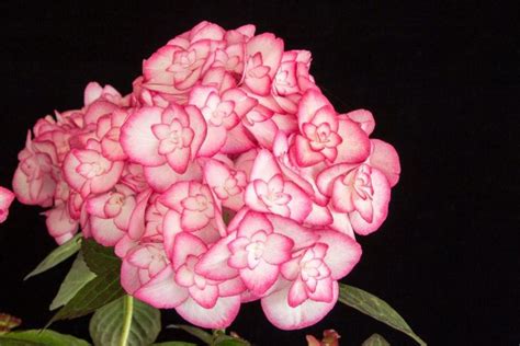 Double Flowered Hydrangea Rhs Plant Of The Year 2014