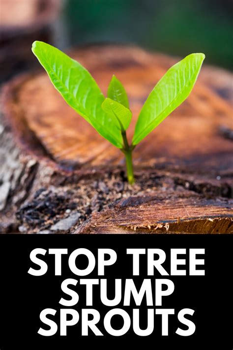How To Stop Tree Sprouts From Stump For Good 2024 Own The Yard Tree Stump Tree Stump Killer
