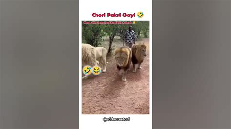 Chori Pakadi Gai Funny Comedy Shorts Trending Viralvideo Youtube
