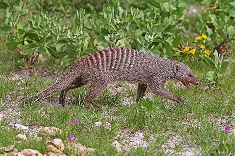 Female Mongooses Will Start A War To Get Sex Boing Boing