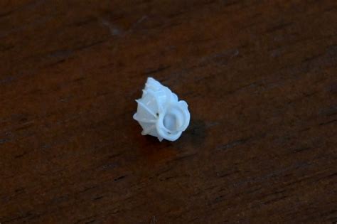 イトカケガイ科の一種微小貝さがしサポート図鑑