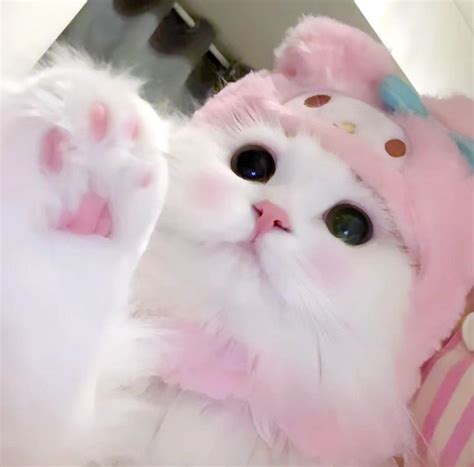 651 Meme Mèo Cute Đáng Yêu Hết Nấc Khiến Tim Tan Chảy