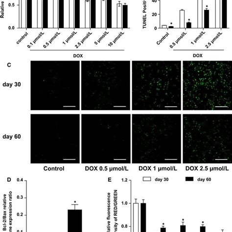 Day 30 Human‐induced Pluripotent Stem Cell‐derived Cardiomyocytes Download Scientific Diagram