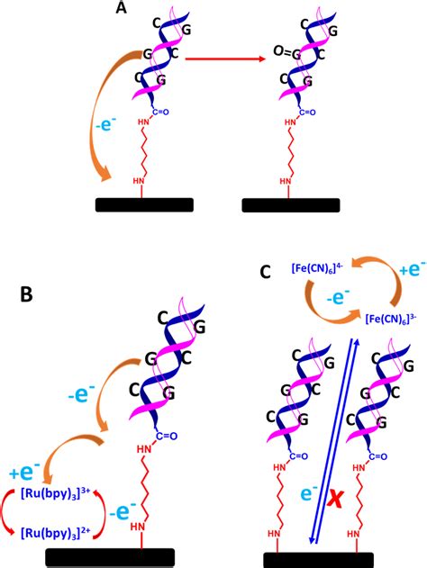 Figure 13 From A Review Of Detection Methods For Vancomycin Resistant Enterococci Vre Genes