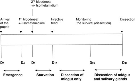 Experimental Scheme Used To Evaluate The Ability Of Sterile Male G F Download Scientific