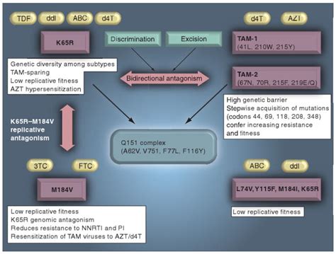The K65r Mutation In Hiv 1 Reverse Transcriptase Genetic Barriers