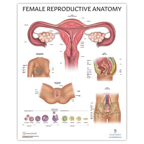 Anatomy Lab Human Female Reproductive System Anatomy Nepal Ubuy