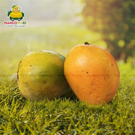 Buy Alphonso Mango Online Fresh And Flavorful Mangoes Delivered To