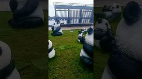 Group Of Lovely Pandas Shorts Youtube