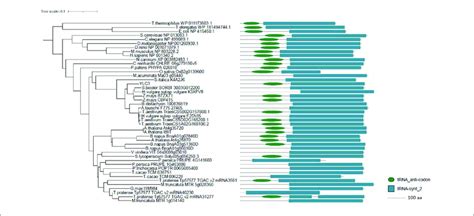 Phylogenetic Analysis And Motif Alignment A Phylogenetic Tree Was Download Scientific