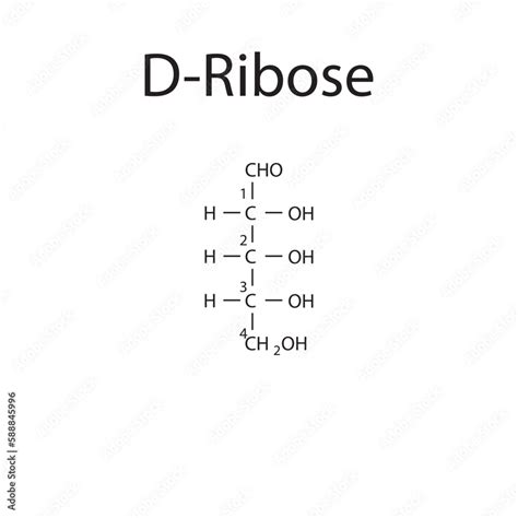 Straight Chain Form Chemical Structure Of D Ribose Sugar Scientific Vector Illustration On