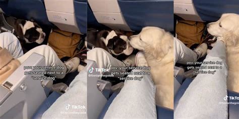 Video Of Emotional Support Animal Bothering Service Dog During Flight